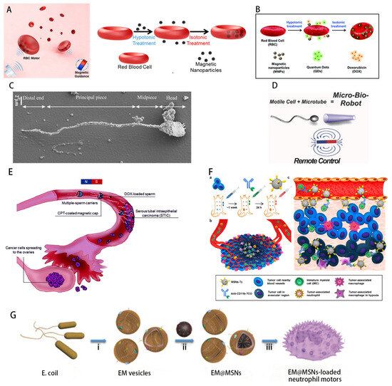 A Review of Single-Cell Microrobots: Classification, Driving Methods ...