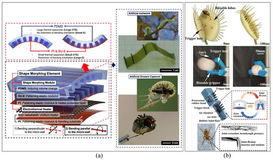 Bioinspiration and Biomimetic Art in Robotic Grippers