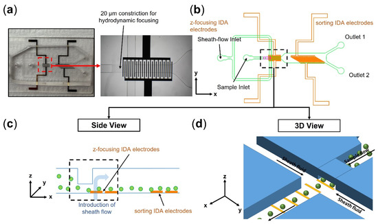 A High-Throughput Microfluidic Cell Sorter Using a Three-Dimensional ...