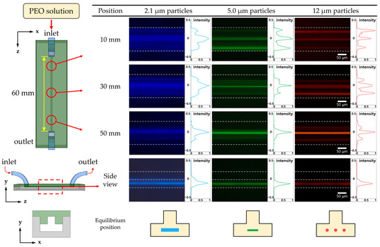 Micromachines | Free Full-Text | Particle Separation in a Microchannel with a T-Shaped Cross ...