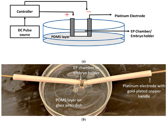 Using Electroporation to Improve and Accelerate Zebrafish Embryo ...