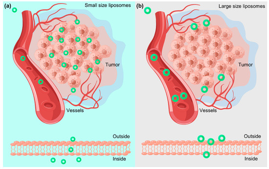 Indocyanine Green-Loaded Liposomes-Assisted Photoacoustic Computed ...