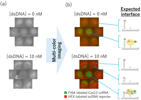 Miniaturization of CRISPR/Cas12-Based DNA Sensor Array by Non-Contact ...