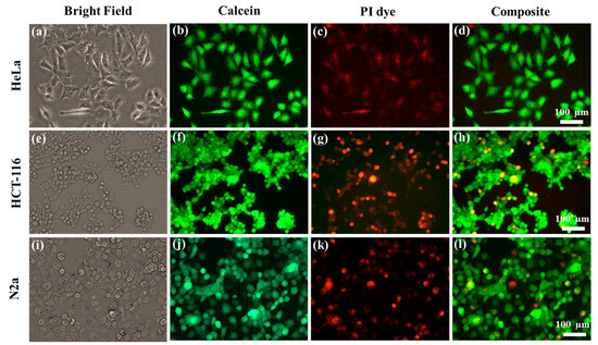 Laser-Induced Intracellular Delivery: Exploiting Gold-Coated Spiky ...