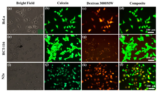 Laser-Induced Intracellular Delivery: Exploiting Gold-Coated Spiky ...