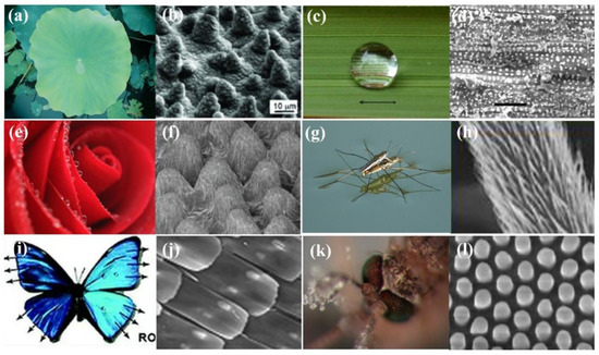 Micromachines | Free Full-Text | Nature-Inspired Superhydrophobic ...
