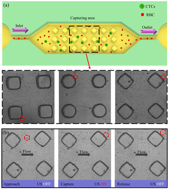 The Shape Effect of Acoustic Micropillar Array Chips in Flexible Label ...
