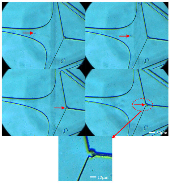 A Microfluidic Chip for Single-Cell Capture Based on Stagnation Point ...