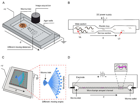 Worm-Based Diagnosis Combining Microfluidics toward Early Cancer Screening