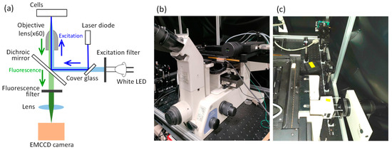 Evaluation of Phototoxicity of Short-Wavelength Laser Light Utilizing ...