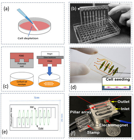 Cell Migration Assays and Their Application to Wound Healing Assays—A ...