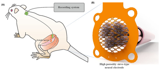 High-Porosity Sieve-Type Neural Electrodes for Motor Function Recovery ...