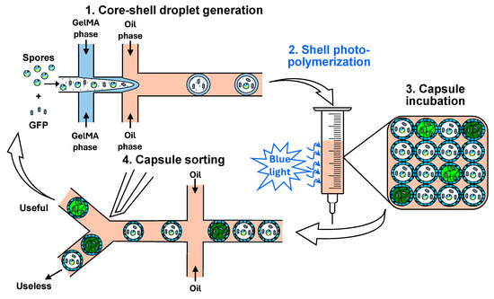 Droplet Microfluidics for High-Throughput Screening and Directed ...