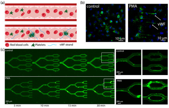 Clot Accumulation in 3D Microfluidic Bifurcating Microvasculature Network