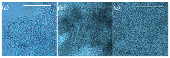 Development of a Microbioreactor for Bacillus subtilis Biofilm Cultivation
