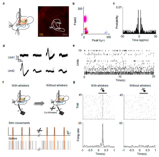 Enhancing Flexible Neural Probe Performance via Platinum Deposition ...