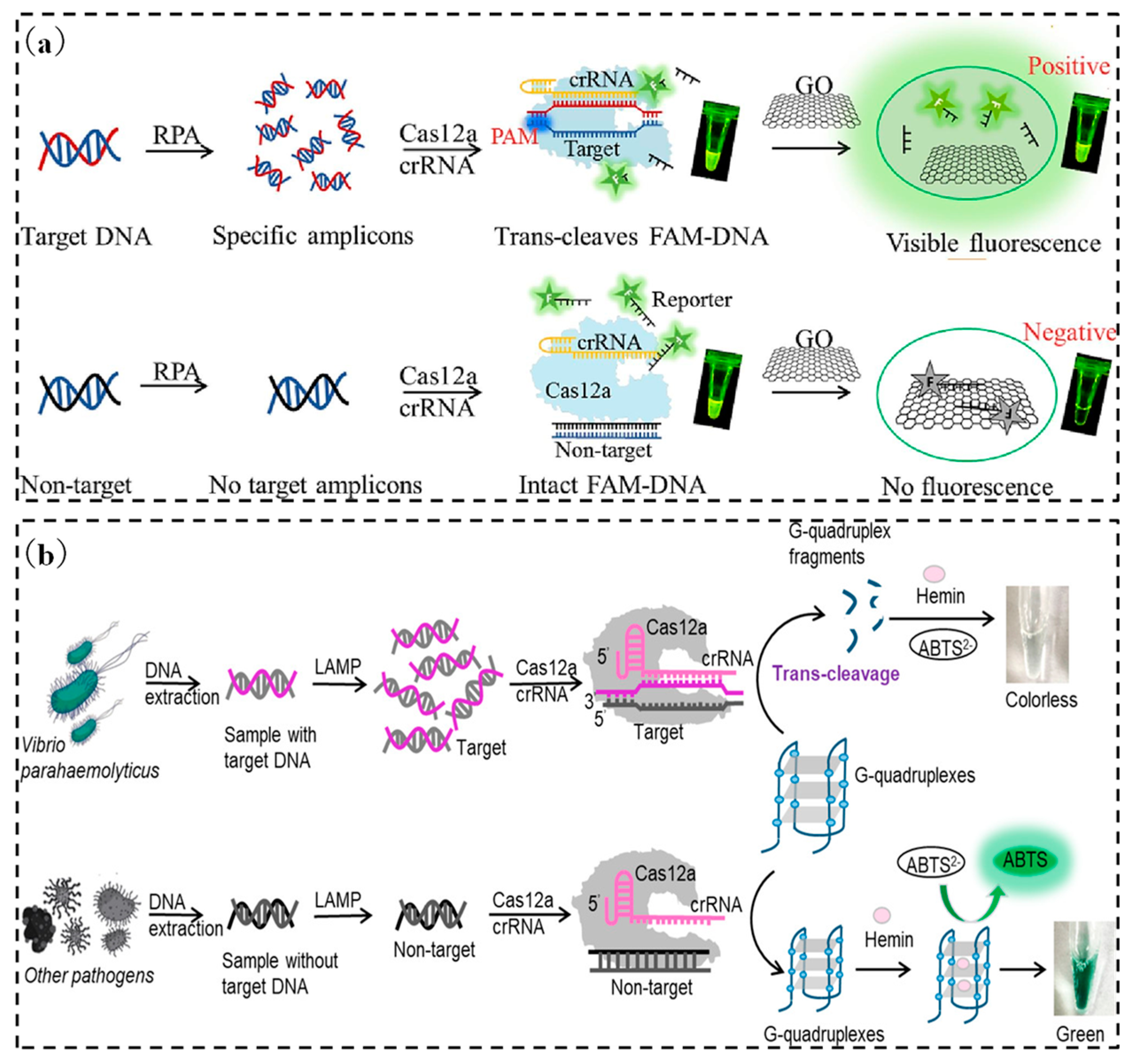 Recent Advances in CRISPR/Cas System-Based Biosensors for the Detection ...