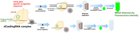 Recent Advances in CRISPR/Cas System-Based Biosensors for the Detection ...