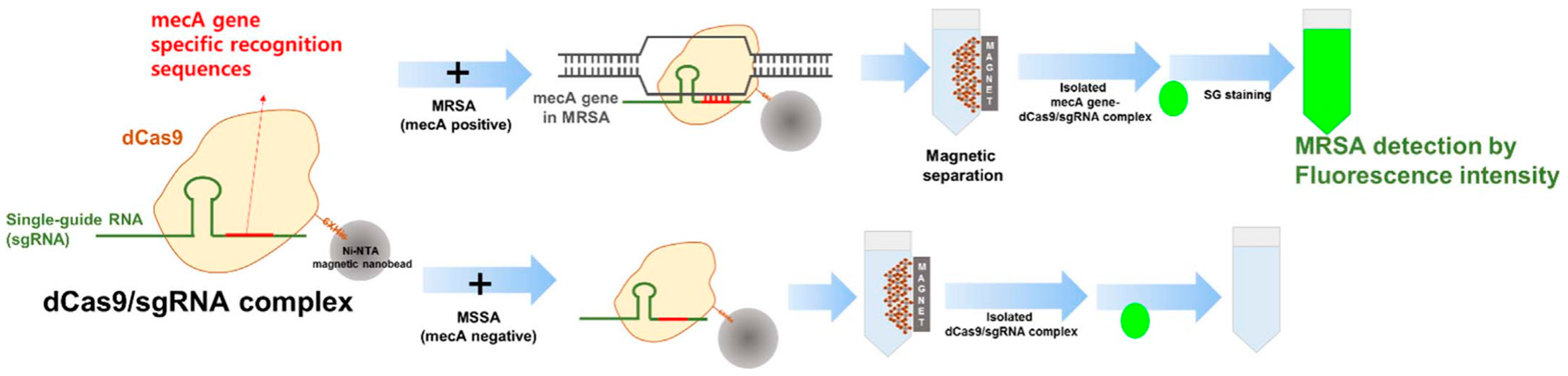 Recent Advances In Crispr Cas System Based Biosensors For The Detection Of Foodborne Pathogenic