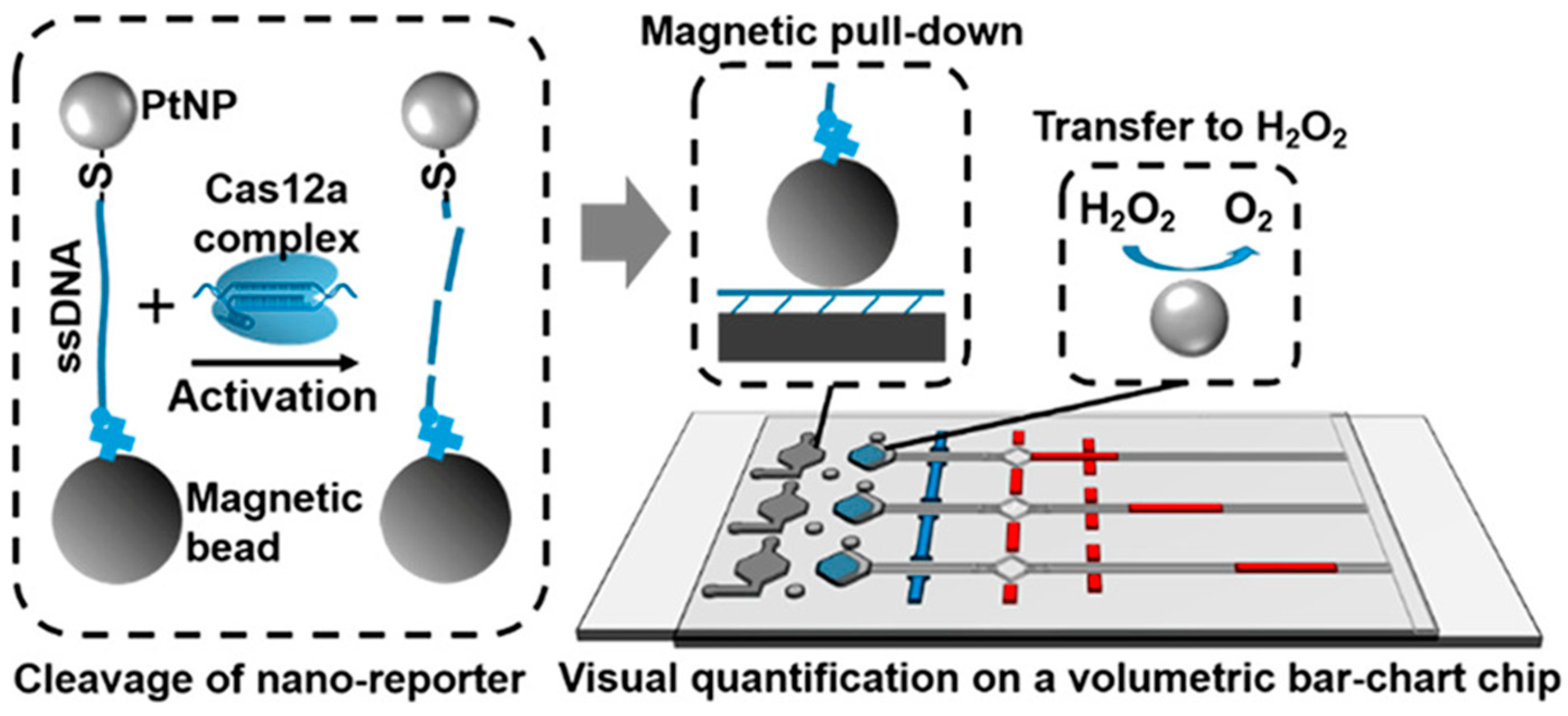 Recent Advances In Crispr Cas System Based Biosensors For The Detection Of Foodborne Pathogenic