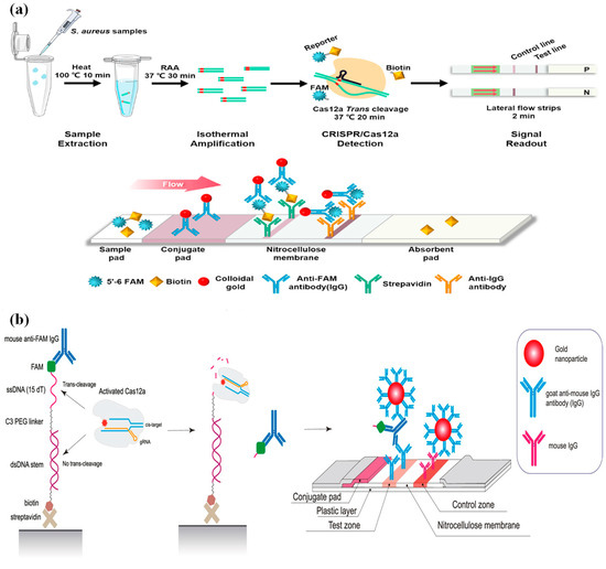 Recent Advances in CRISPR/Cas System-Based Biosensors for the Detection ...