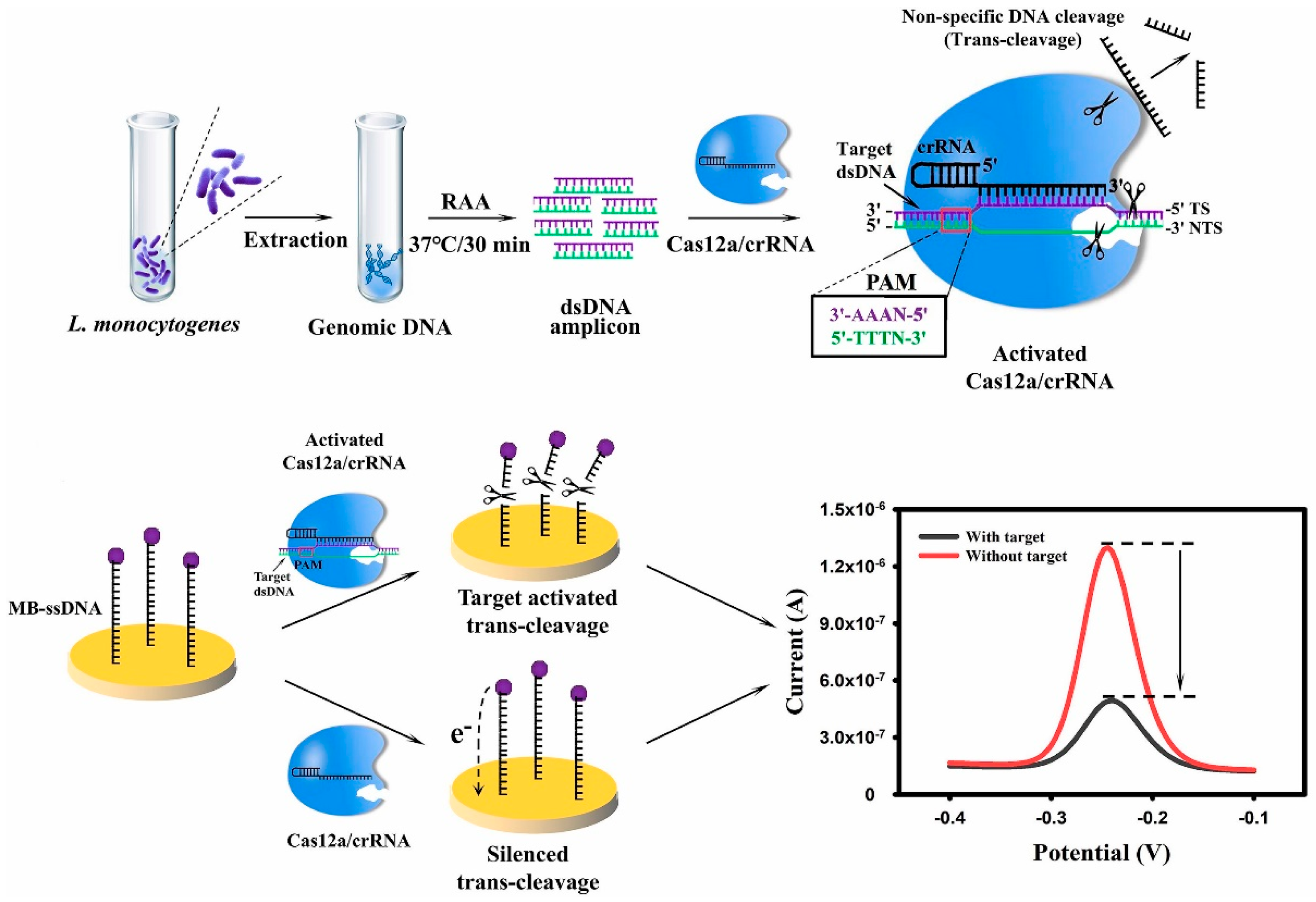 Recent Advances In Crispr Cas System Based Biosensors For The Detection Of Foodborne Pathogenic