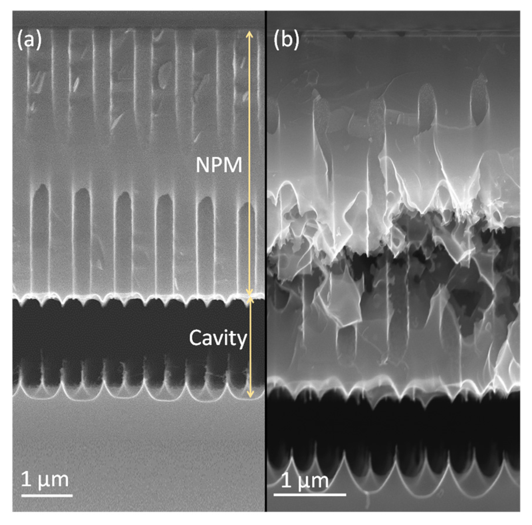 Nano-Perforated Silicon Membrane with Monolithically Integrated Buried Cavity