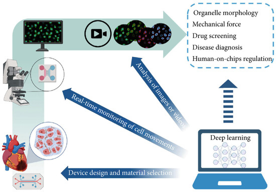 Organ-on-a-Chip Applications in Microfluidic Platforms