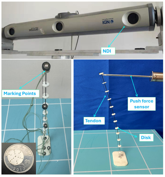 Cosserat Rod-Based Tendon Friction Modeling, Simulation, and ...
