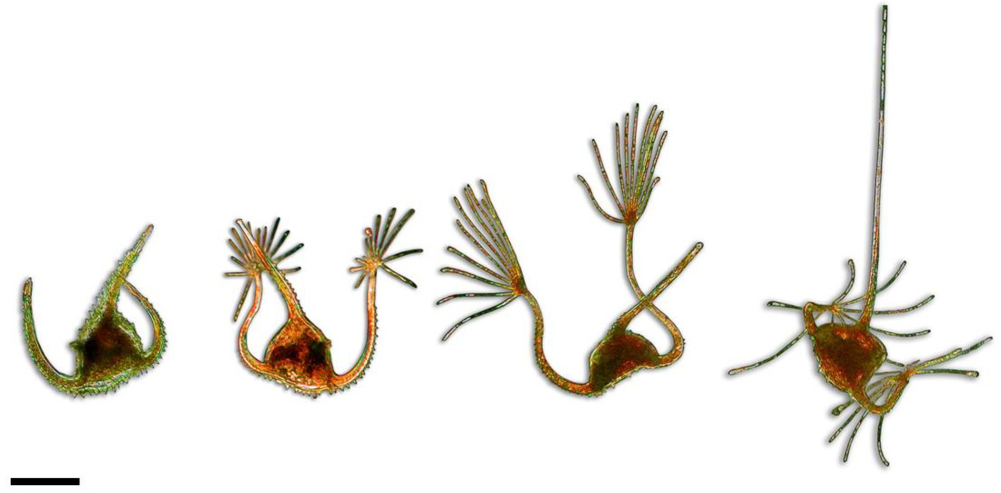 The Genus Neoceratium (Planktonic Dinoflagellates) as a Potential ...