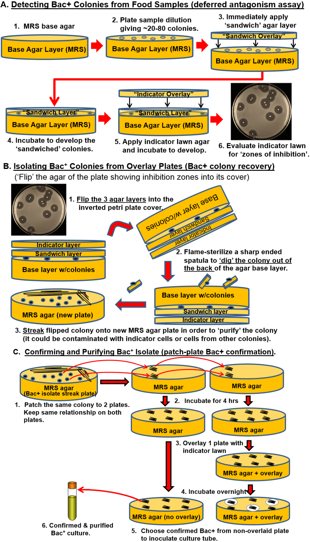 Microorganisms | Free Full-Text | Isolation and Taxonomic Identity of ...