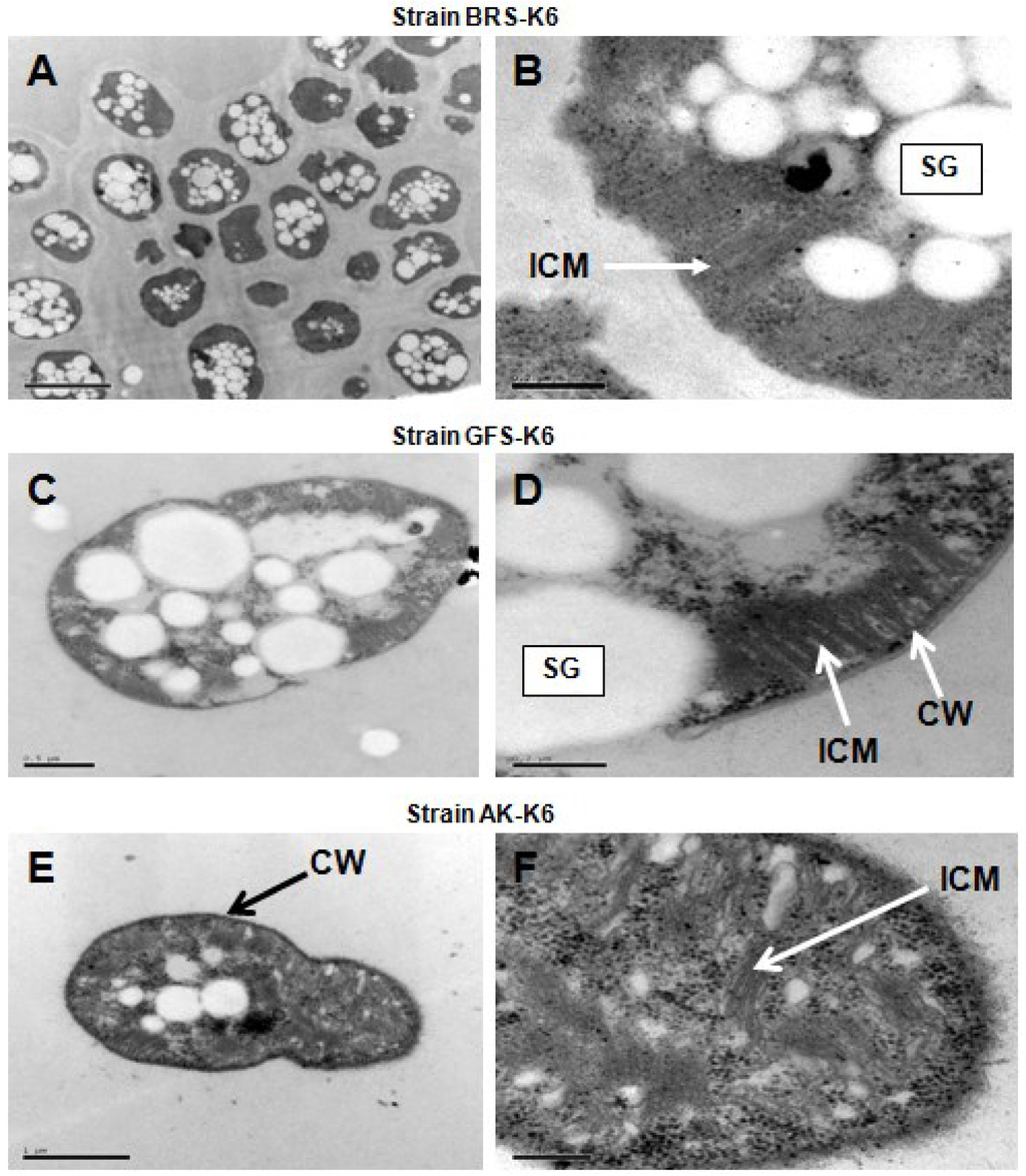 Novel Methanotrophs of the Family Methylococcaceae from Different ...