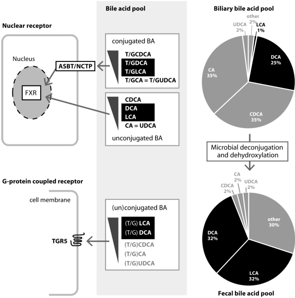The Gut Microbiota as a Therapeutic Target in IBD and Metabolic Disease: A Role for the Bile ...