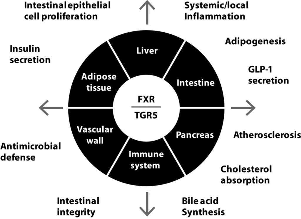 The Gut Microbiota as a Therapeutic Target in IBD and Metabolic Disease: A Role for the Bile ...
