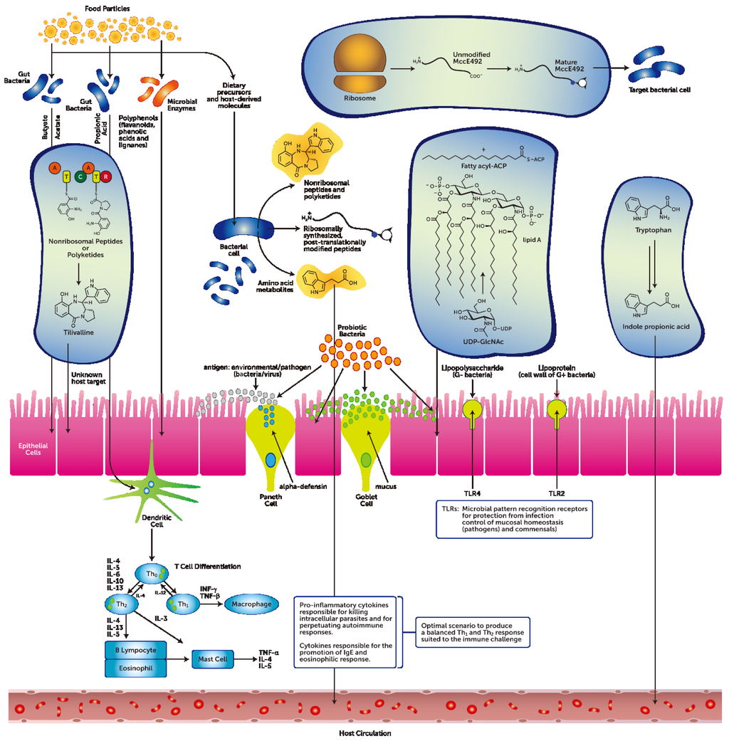 Metabolic Interactions in the Gastrointestinal Tract (GIT): Host ...