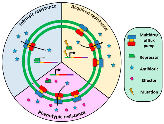 Bacterial Multidrug Efflux Pumps: Much More Than Antibiotic Resistance ...