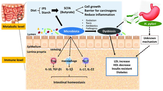 Microorganisms | Free Full-Text | Metabolic Interaction of Helicobacter pylori Infection and Gut ...