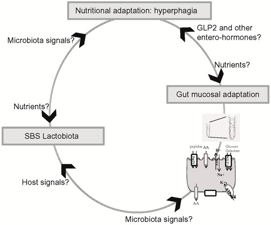 Extensive Intestinal Resection Triggers Behavioral Adaptation ...
