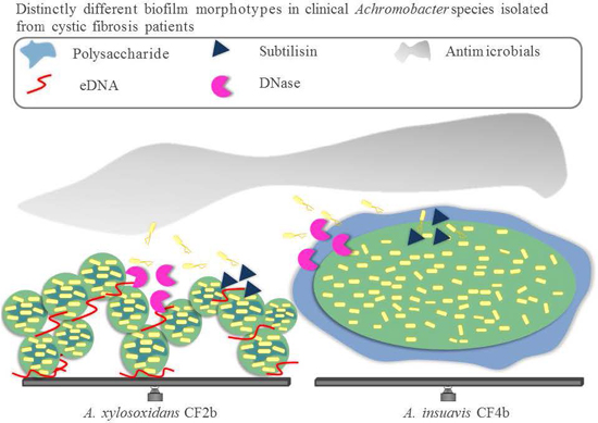 Microorganisms | Free Full-Text | Achromobacter Species Isolated from ...