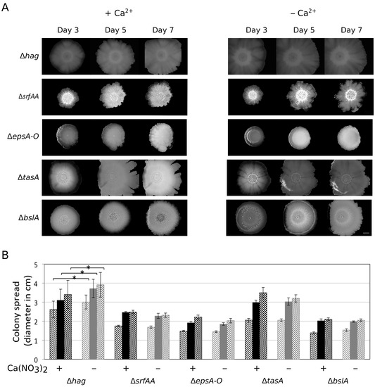 Presence of Calcium Lowers the Expansion of Bacillus subtilis Colony ...
