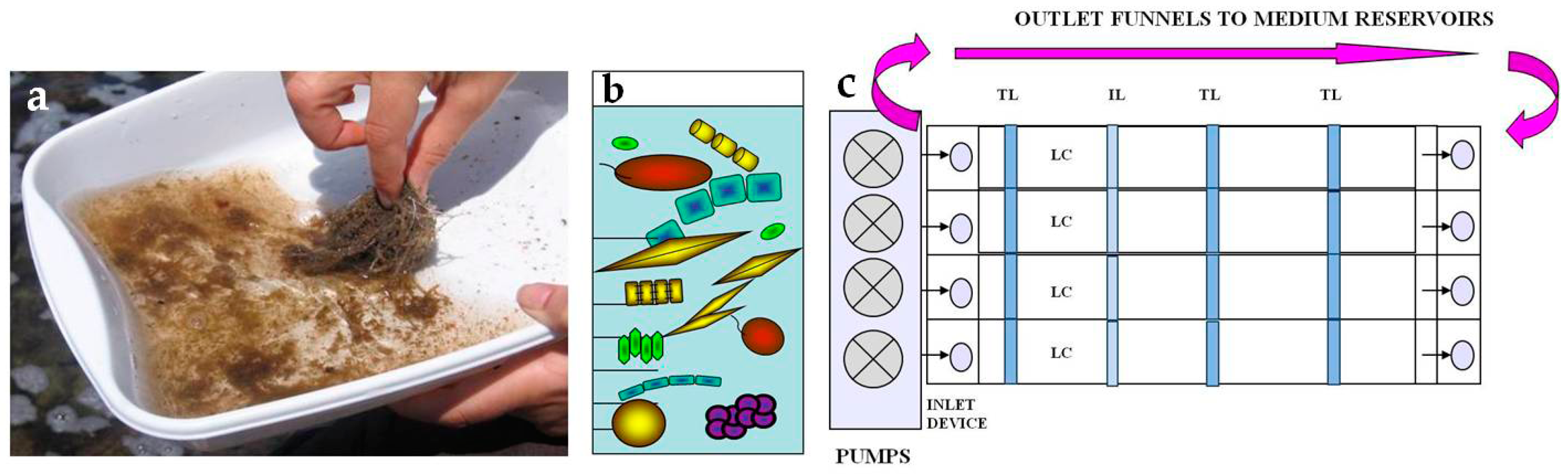 Culturing Toxic Benthic Blooms: The Fate of Natural Biofilms in a ...
