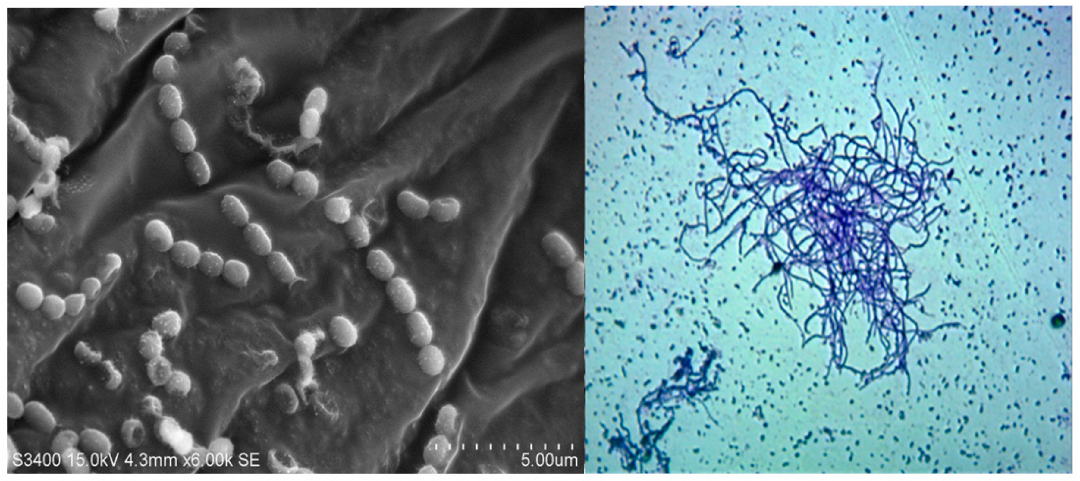 Microorganisms | Free Full-Text | Evaluation of Antimicrobial, Enzyme ...