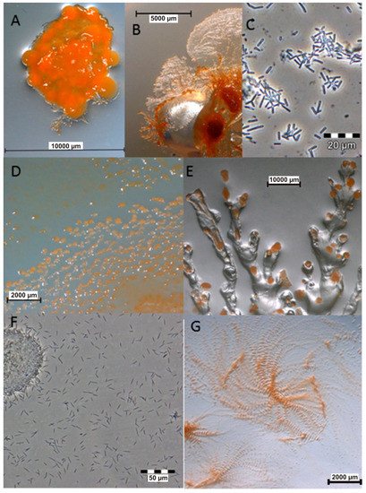 Antiviral Compounds from Myxobacteria