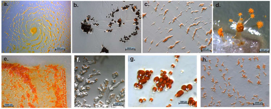 Microorganisms | Free Full-Text | Diversity of Myxobacteria—We Only See ...