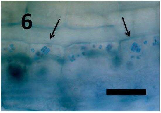 Rhizophagy Cycle: An Oxidative Process in Plants for Nutrient ...