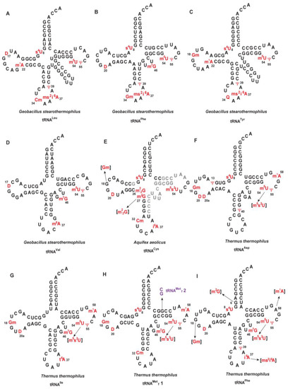 Transfer RNA Modification Enzymes from Thermophiles and Their Modified ...