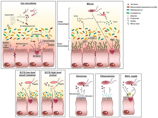 Microorganisms | Special Issue : Pathogenesis of Enterohaemorrhagic ...