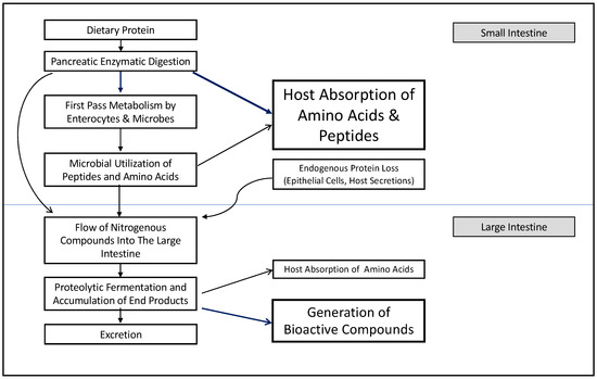 Microbial Fermentation of Dietary Protein: An Important Factor in Diet ...