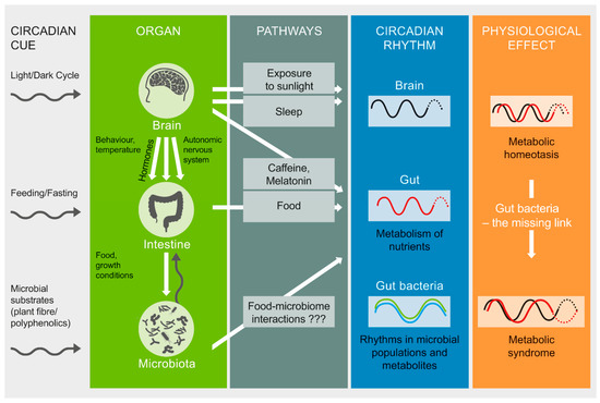 Potential Role for the Gut Microbiota in Modulating Host Circadian Rhythms and Metabolic Health
