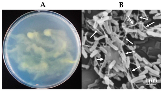 Variovorax sp. Has an Optimum Cell Density to Fully Function as a Plant ...